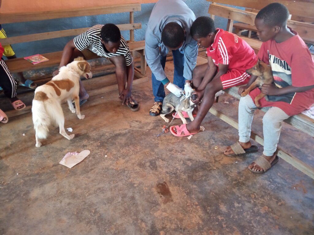 SAVE 1500 STRAY ANIMALS IN CAMEROON (DOGS & CATS) - GlobalGiving