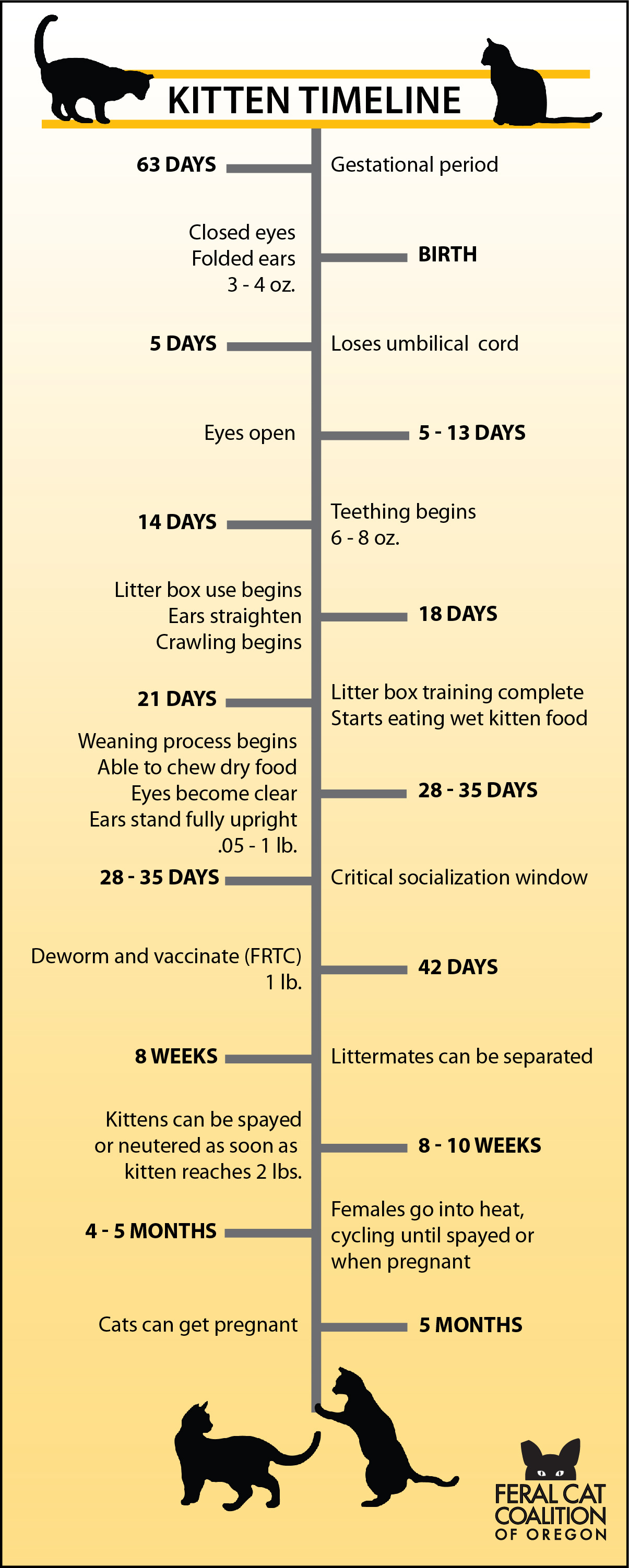 Photos from FCCO Spay/Neuter Clinics for Feral and Stray Cats ...