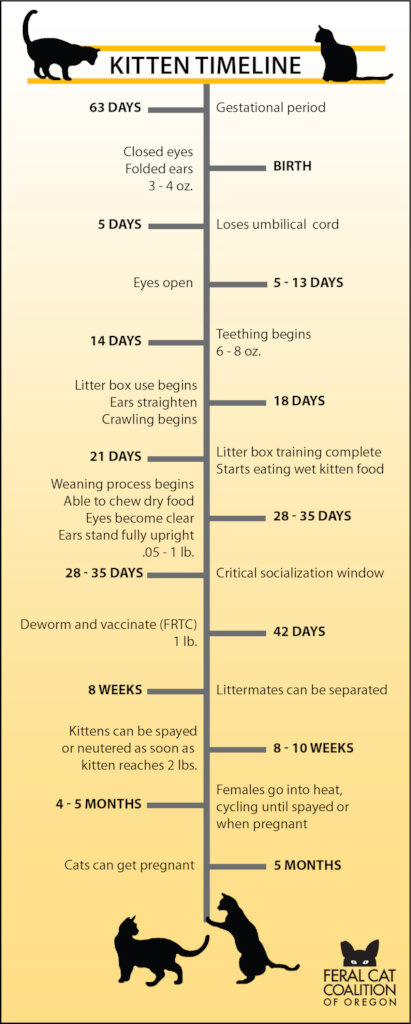 Photos from FCCO Spay/Neuter Clinics for Feral and Stray Cats ...