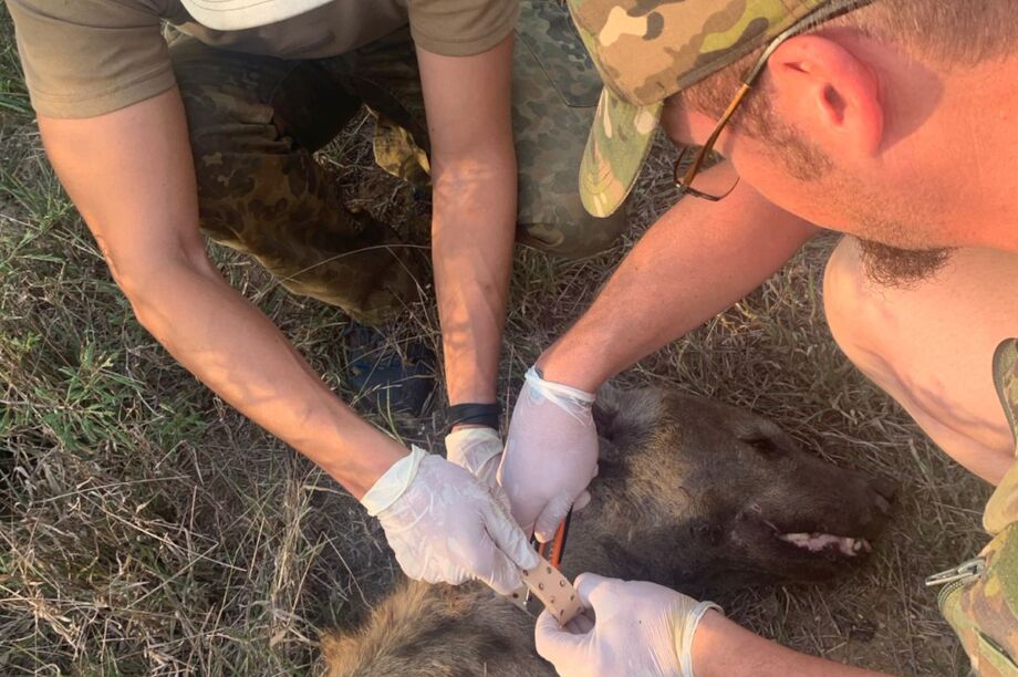 Wildlife research collars - GlobalGiving