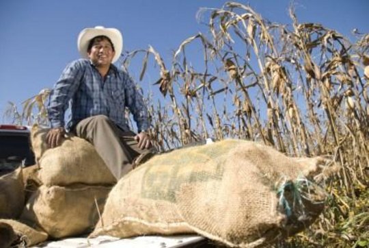 Increase family income of 50 Mexican farmers - GlobalGiving