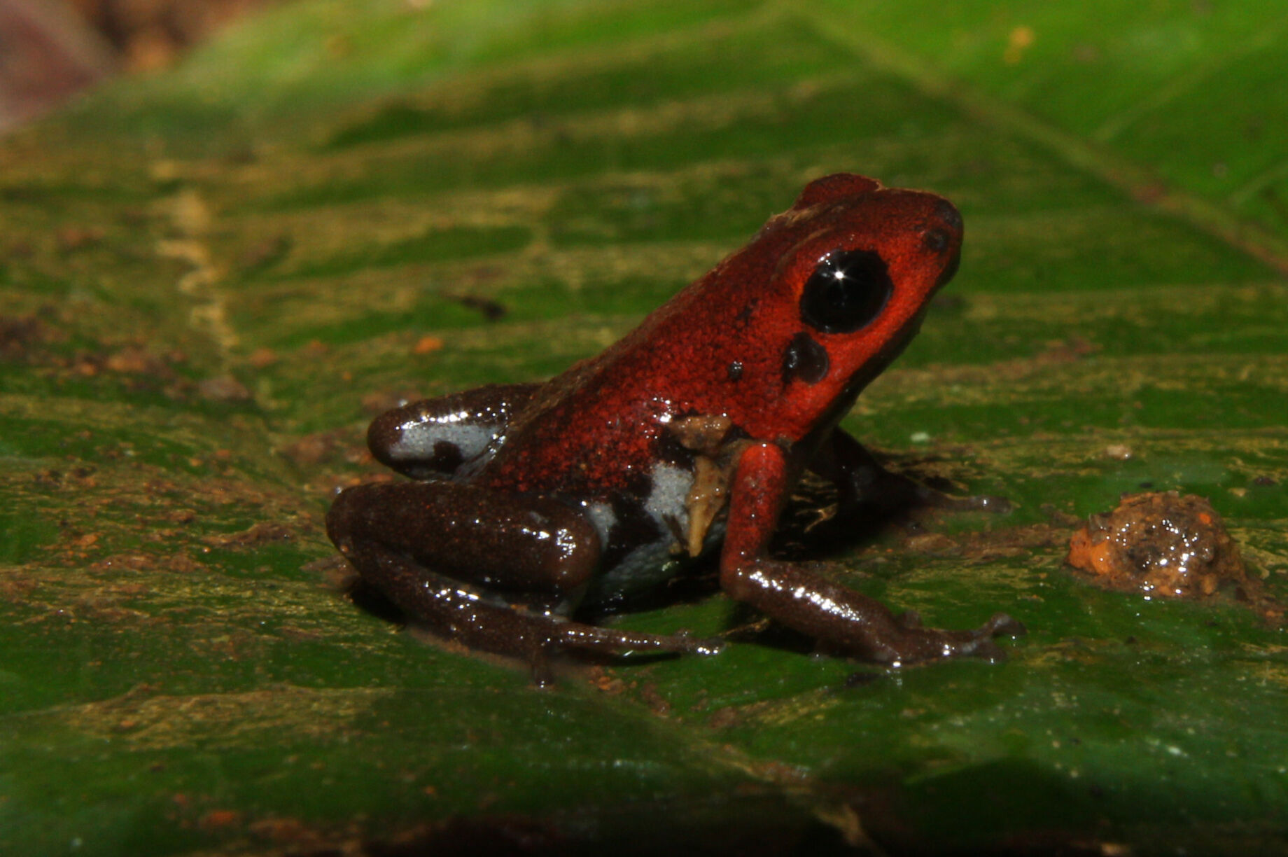 Saving a Critical Wetland for Endangered Frogs - GlobalGiving