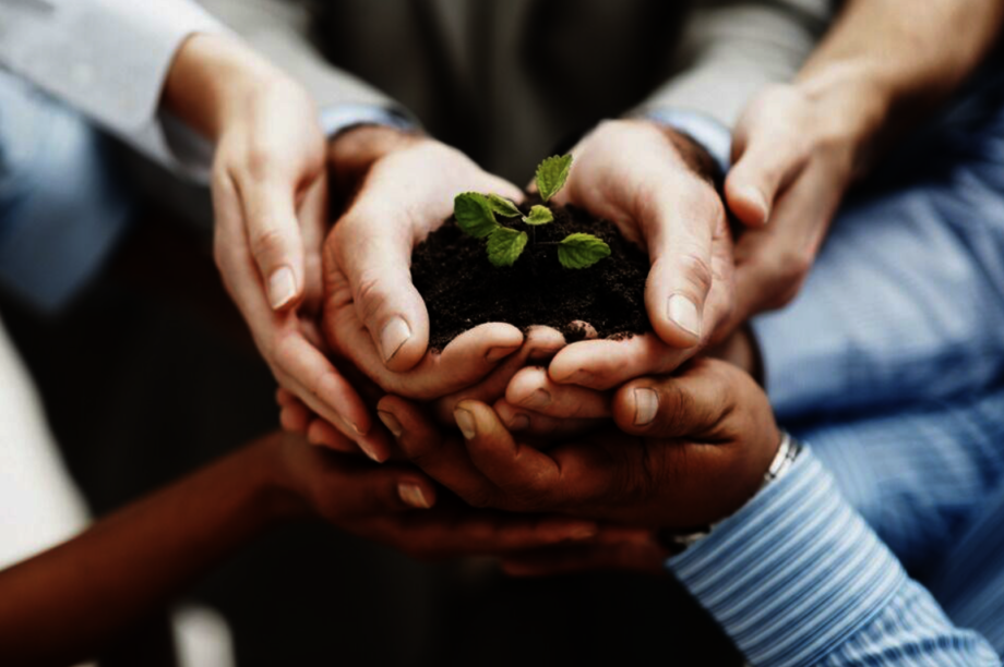 Trees for Peace - GlobalGiving