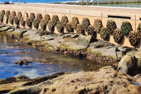 Living Seawalls - GlobalGiving