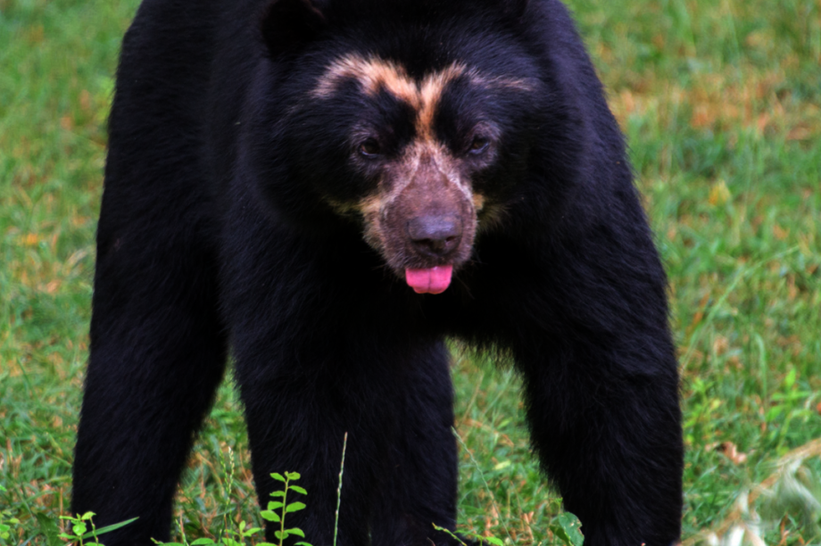 Community Conservation for Andean Bears in Bolivia - GlobalGiving