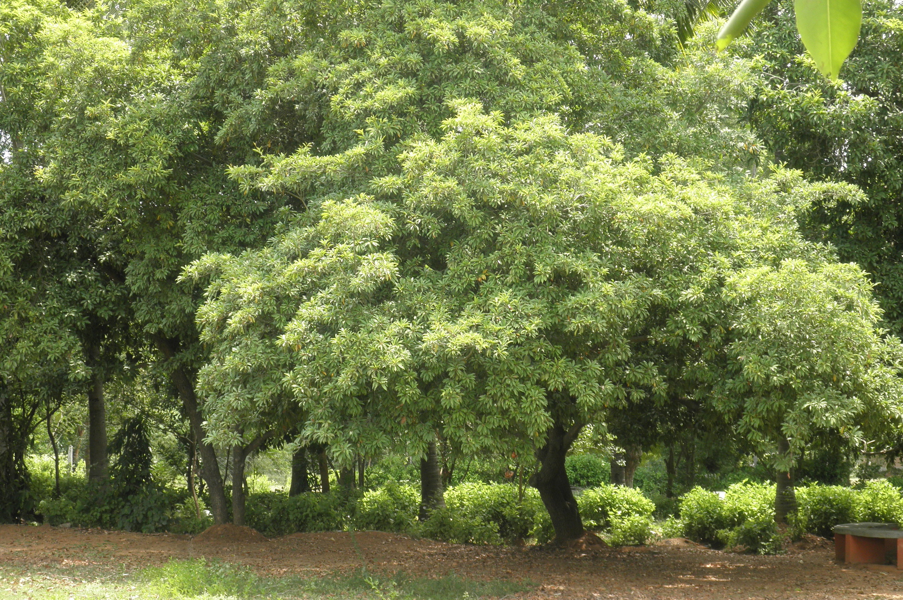 Plant Native Trees In 100 Village In India GlobalGiving plant-native-trees-in-100-village-in-india-globalgiving