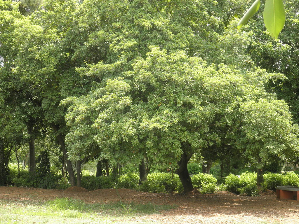Plant native trees in 100 village in India. - GlobalGiving