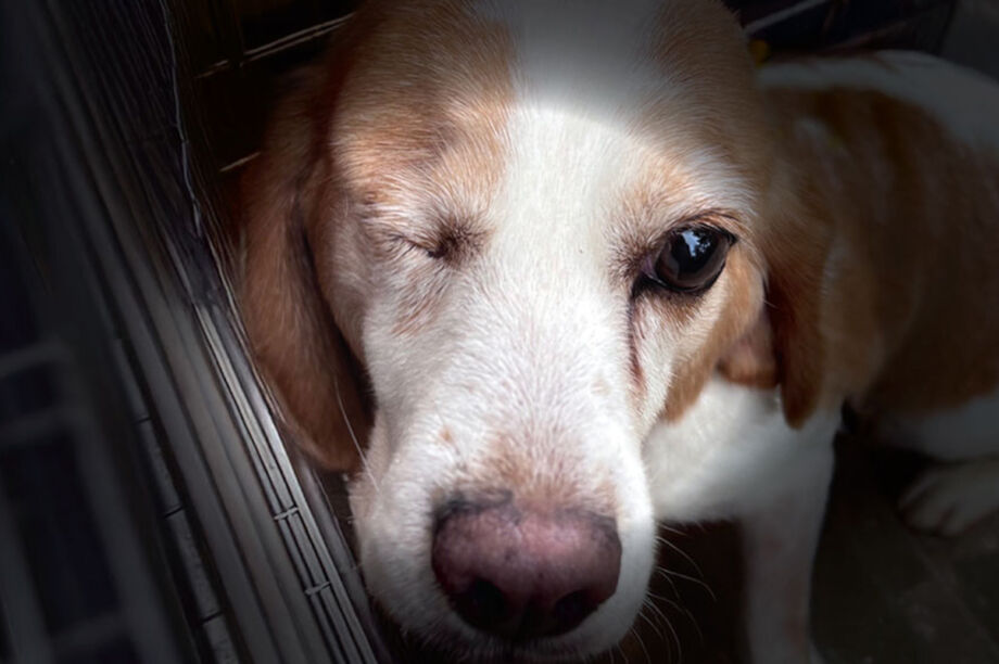 LAB to LOVE - Give former research dogs a CHANCE! - GlobalGiving