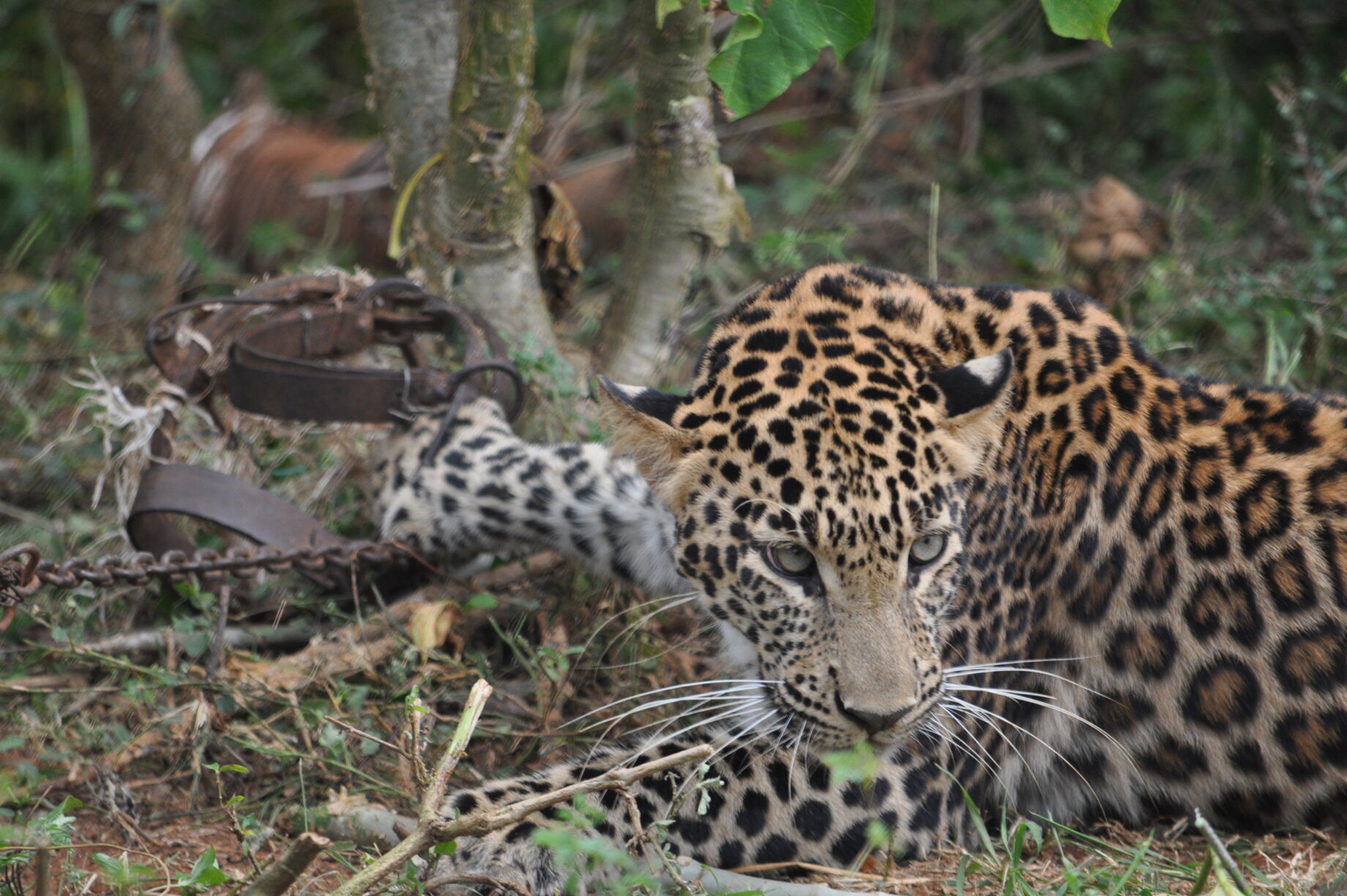 Save Indian Wildlife from Poaching & Illegal Trade - GlobalGiving