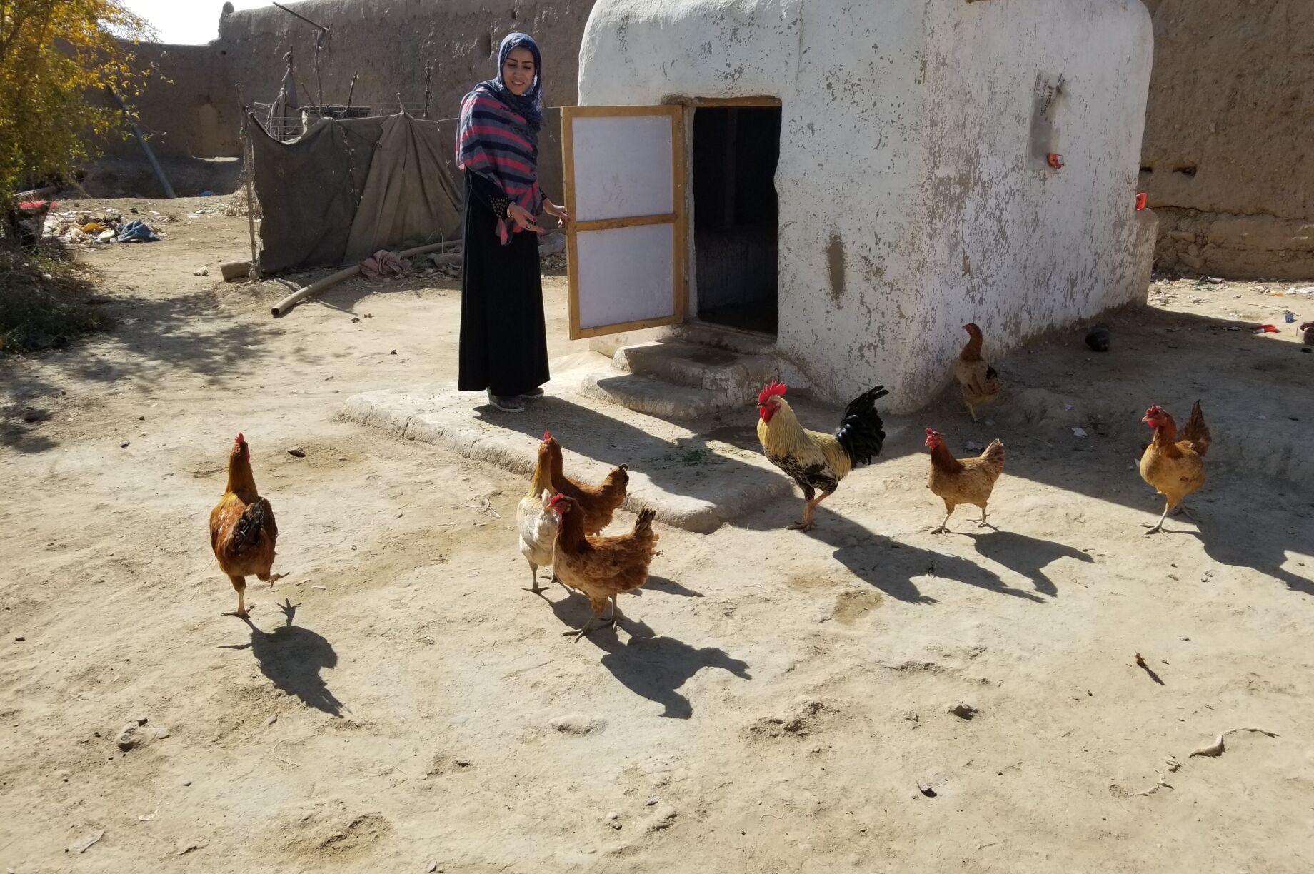 Photos from Nourish & Empower: Afghan Women's Poultry Pathway ...