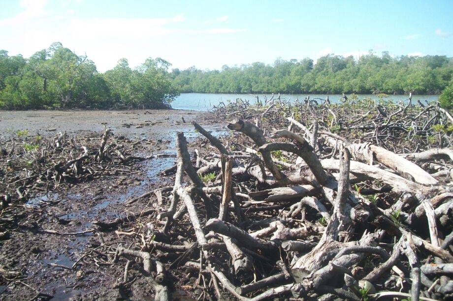 Reforestation for Natural Disaster Mitigation - GlobalGiving