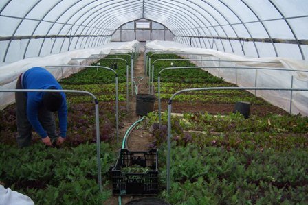 Help Build Iron Street Farm on Chicago's Southside - GlobalGiving