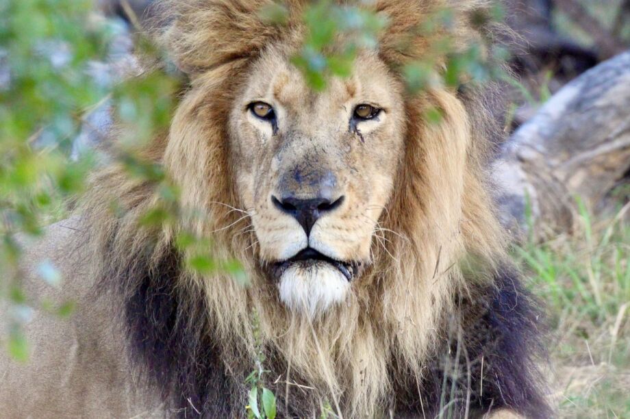 Give Telo the Life He Deserves - GlobalGiving