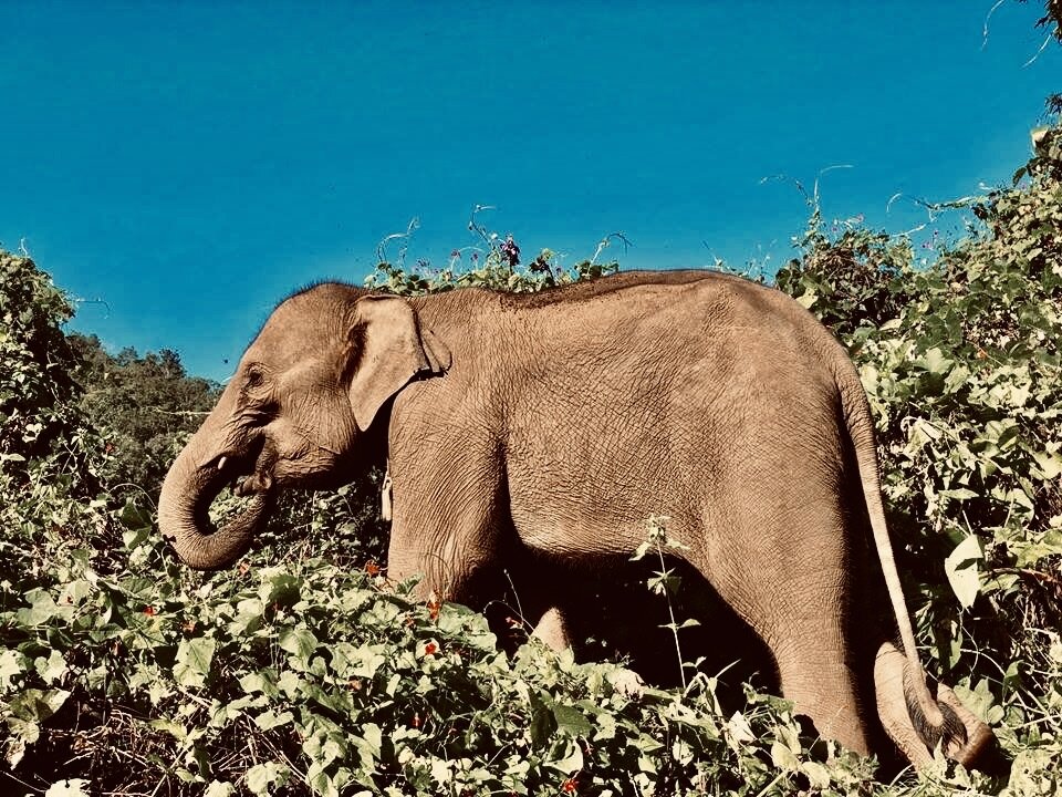 Save and Rescue an Asian Elephant Today - GlobalGiving