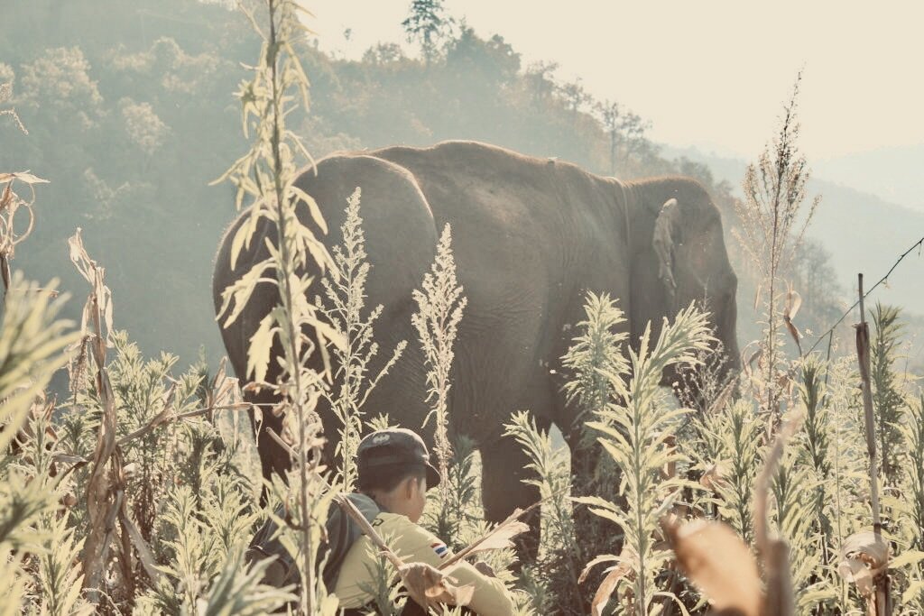 Save and Rescue an Asian Elephant Today - GlobalGiving