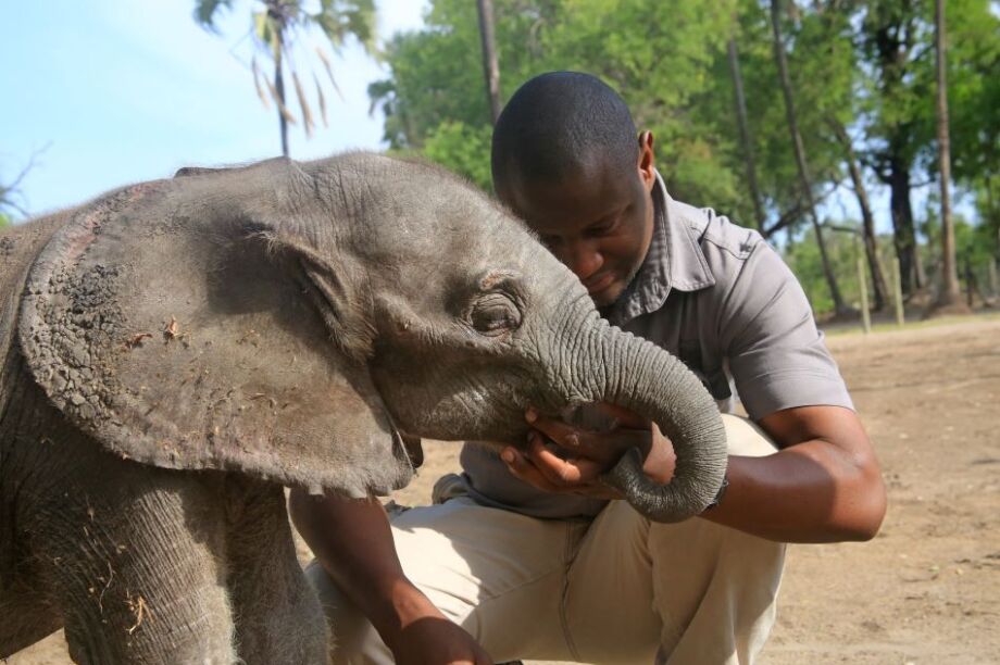 Rescue and Protect Orphaned Elephants in Botswana - GlobalGiving