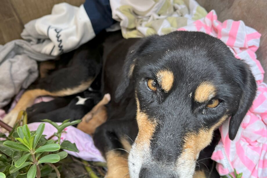 Sterilization of 2,000 dogs and cats in Colombia - GlobalGiving