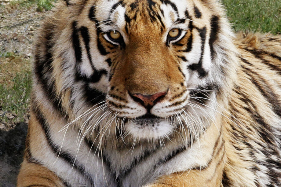 Photos from Echos of The Wild: Predator Preserve Expansion - GlobalGiving