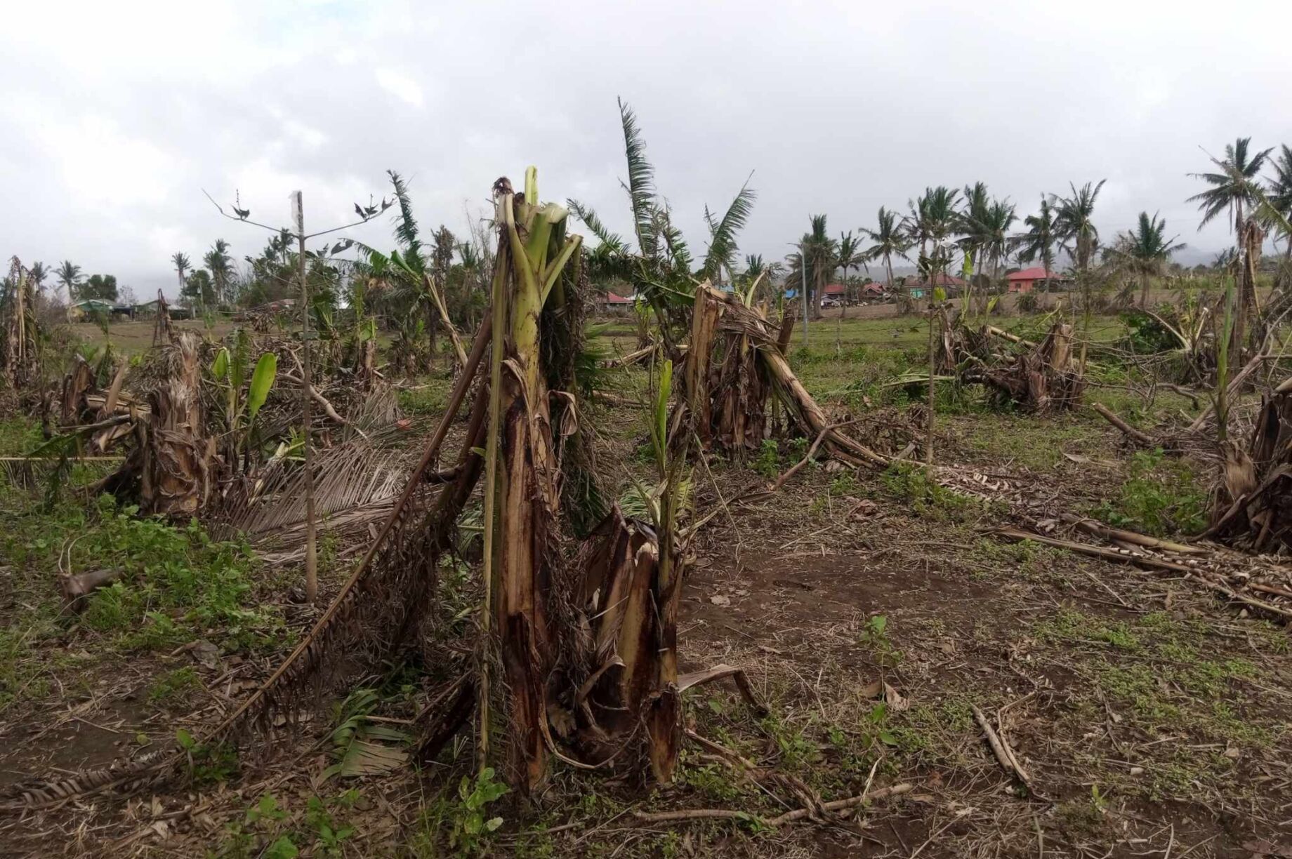 Donate to Grow kits for calamity-affected farmers - GlobalGiving