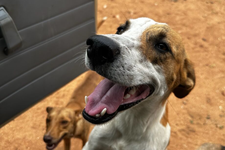 Purchase an Animal rescue and education vehicle - GlobalGiving