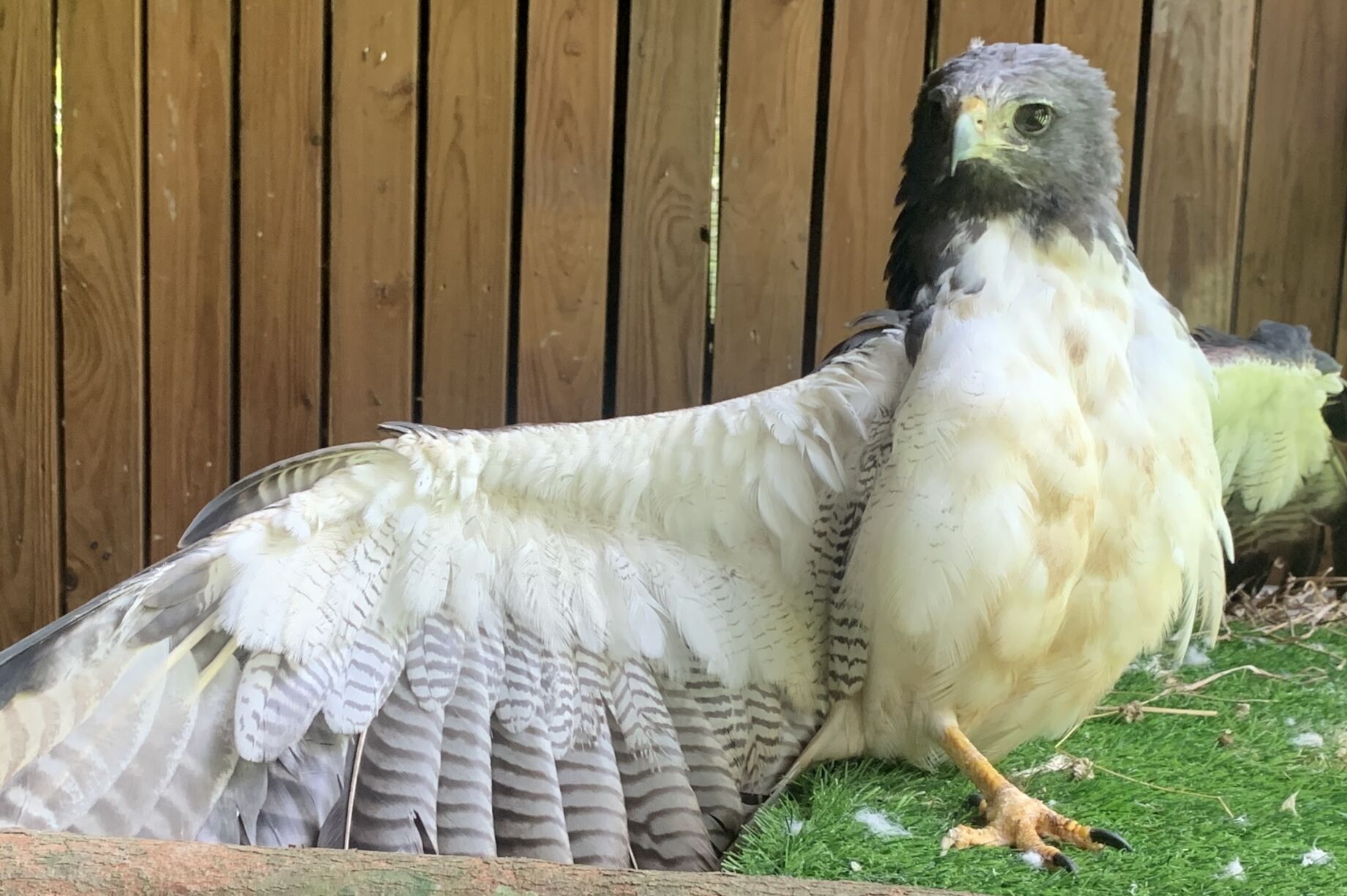 The Raptor Sanctuary at Belize Bird Rescue - GlobalGiving