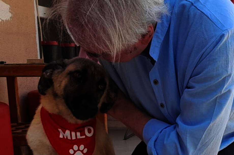 Saving The Stray Dogs Of Turkey From Culling - GlobalGiving