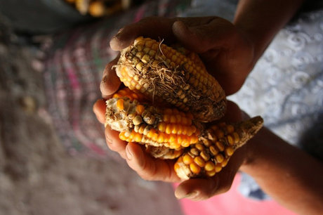 Creative Solutions for Food Security in Guatemala - GlobalGiving