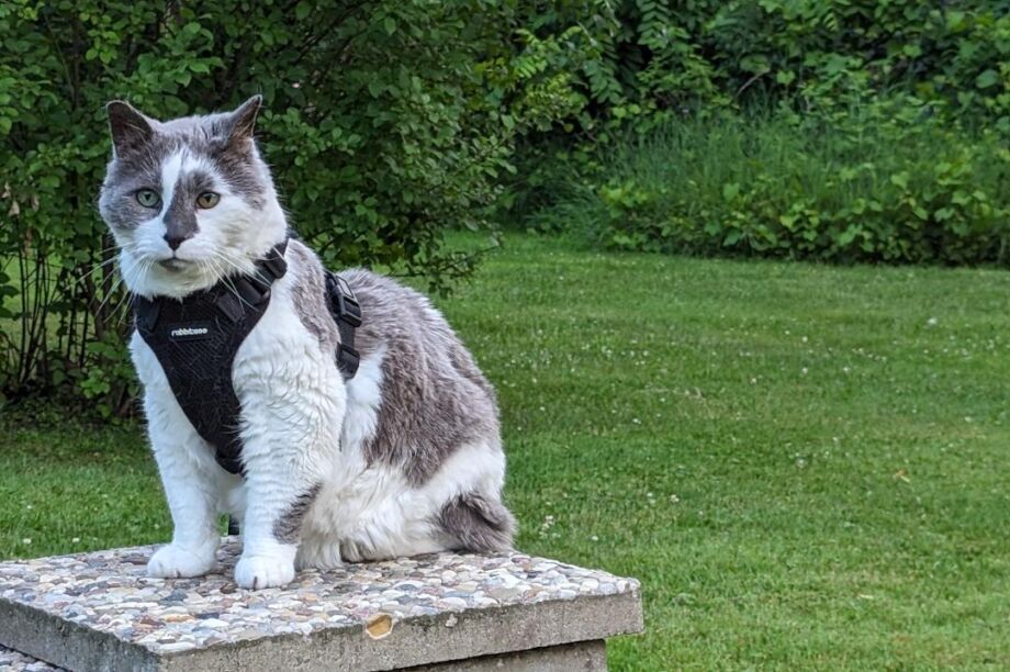 A Sanctuary for Feral and Forgotten Cats - GlobalGiving