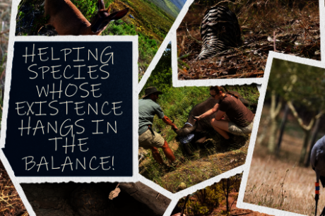 How to Share Support Scales' Conservation Mission - GlobalGiving