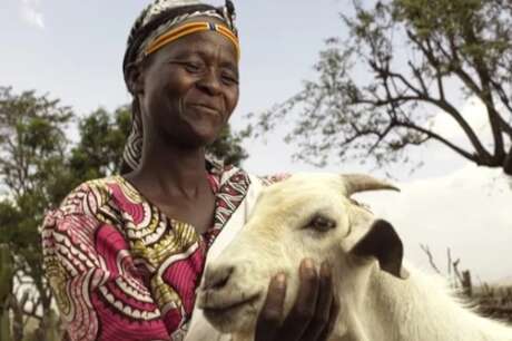 Reports on Give a Goat: Help 2,000 Ethiopian Women - GlobalGiving