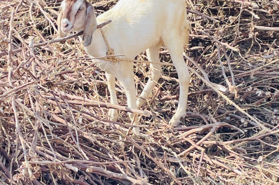 Gift a Goat, Grow Hope - GlobalGiving