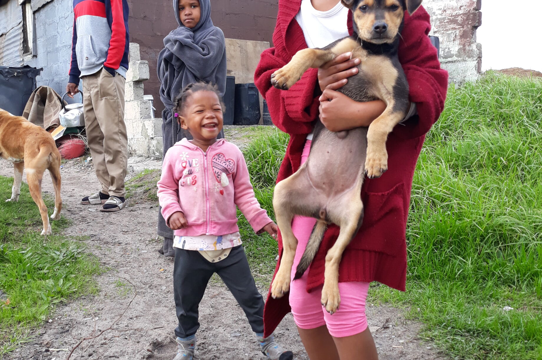 Help to End Pet Homelessness in Cape Town - GlobalGiving