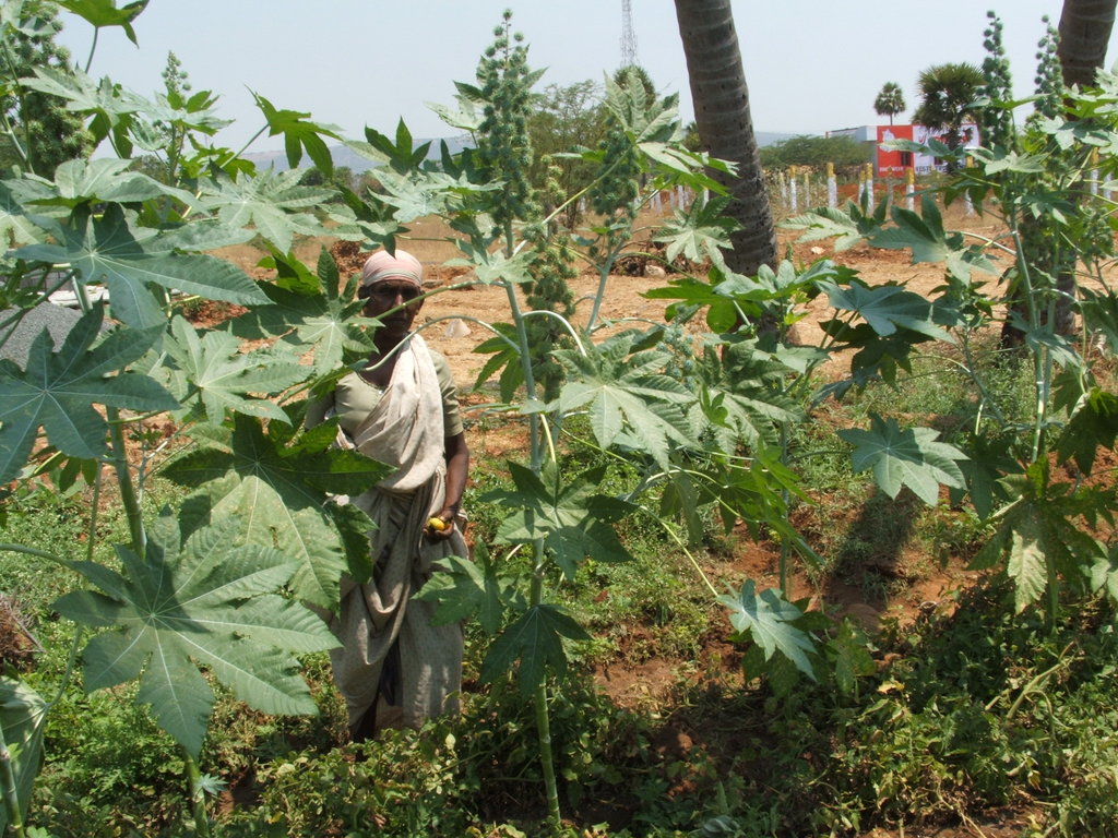 Organic Farming Training to 500 Farmers in India - GlobalGiving