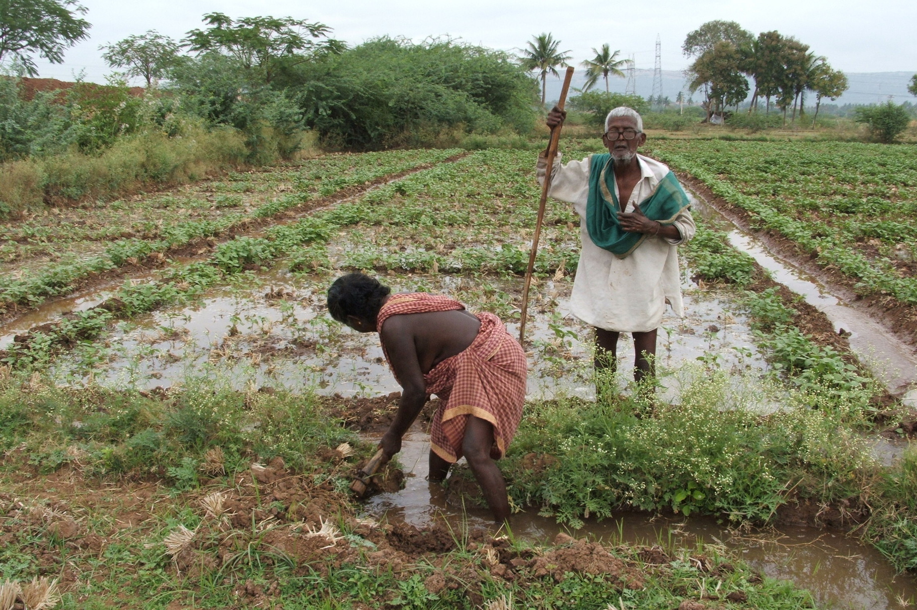 Organic Farming Training to 500 Farmers in India - GlobalGiving