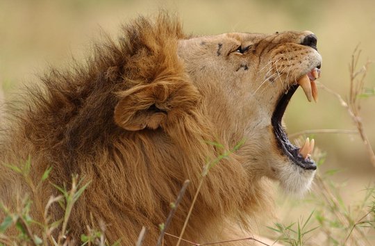 Sub-Saharan Lion Conservation Project - GlobalGiving