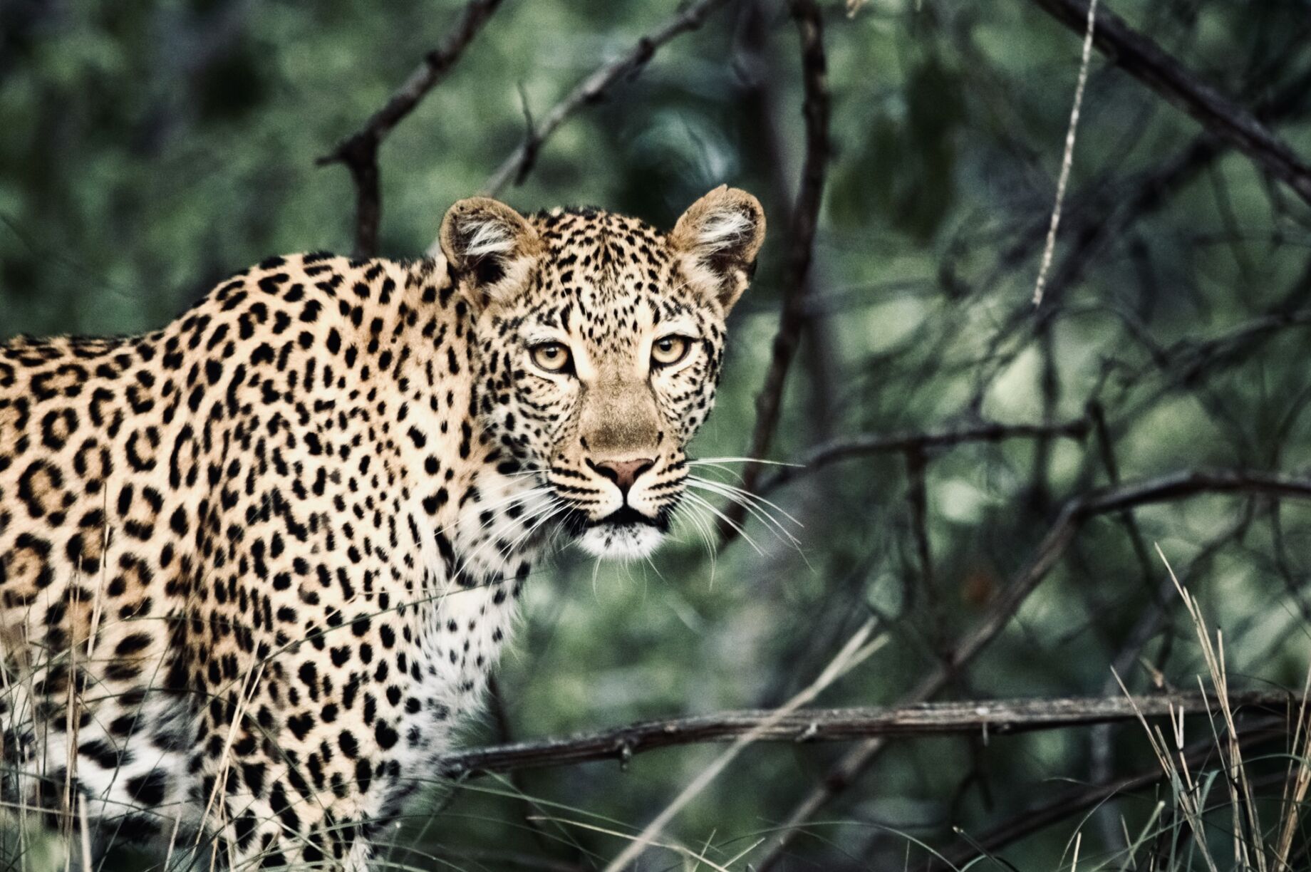 Save the Rainforest: Protect Jaguars and Wildlife - GlobalGiving