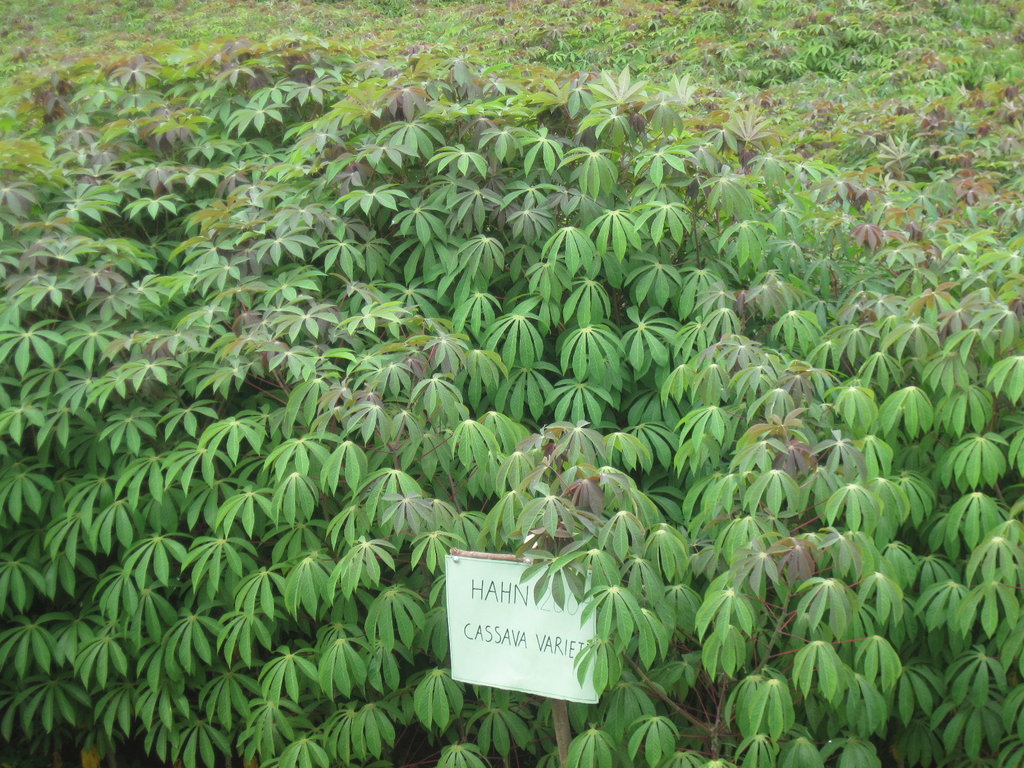 Cassava Growing For Food Security In Kenya Globalgiving