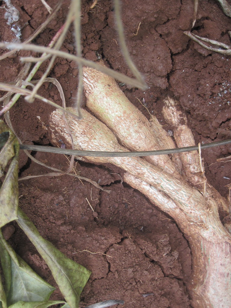 Cassava growing for food security in Kenya - GlobalGiving