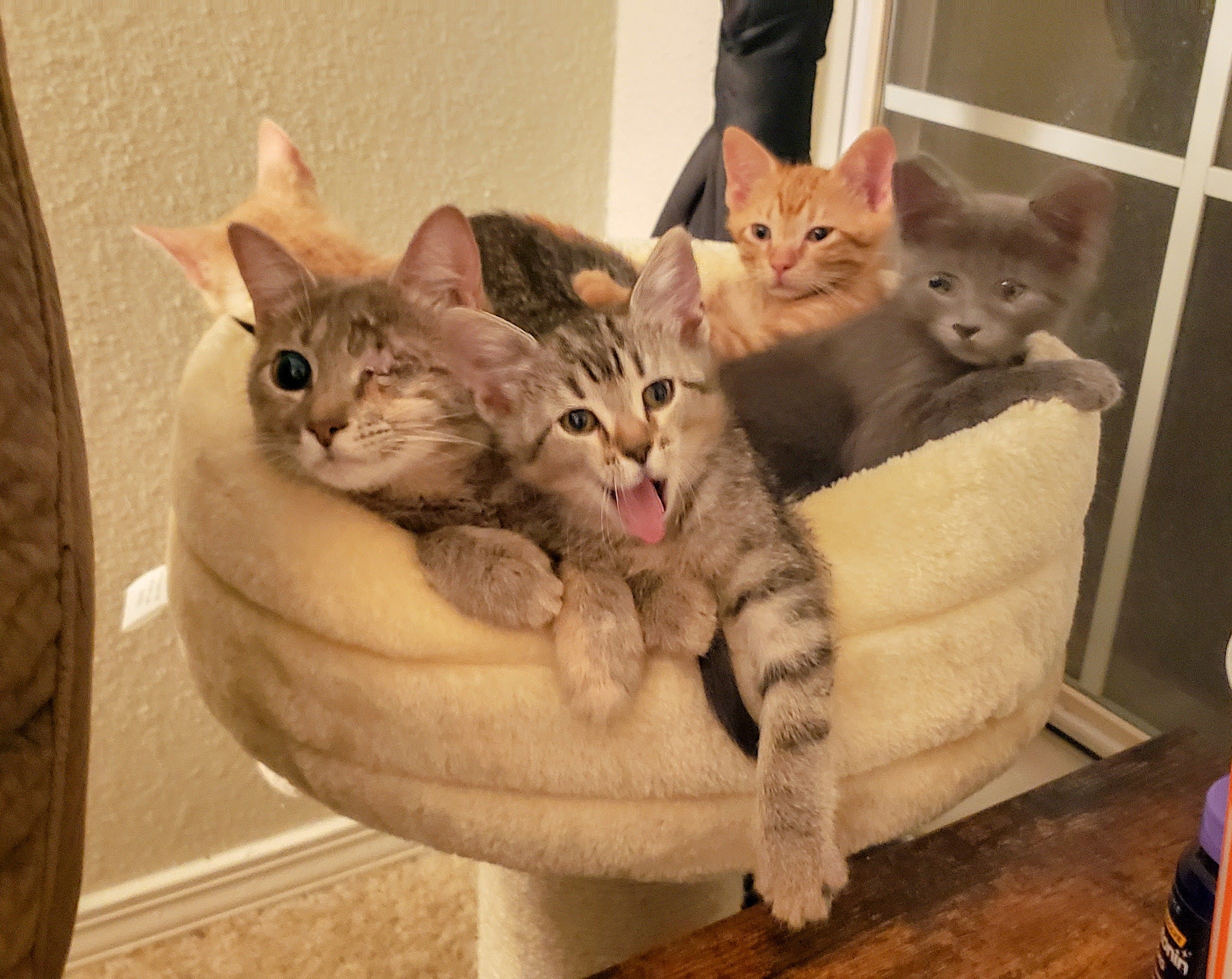 Photos from Rescue cats from being euthanized at local shelter ...