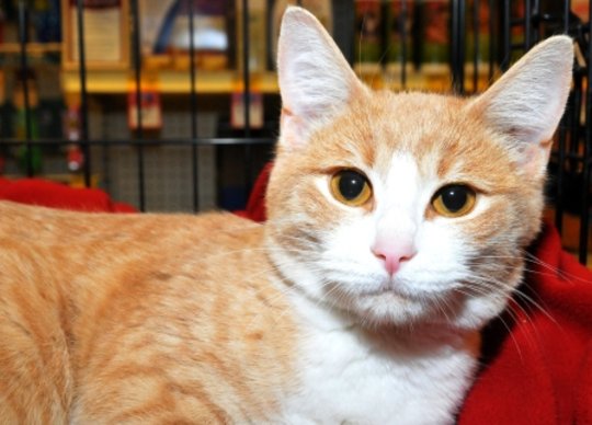 Rescue cats from being euthanized at local shelter - GlobalGiving