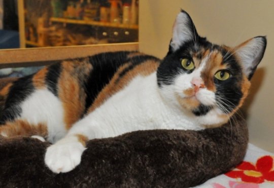 Rescue cats from being euthanized at local shelter - GlobalGiving