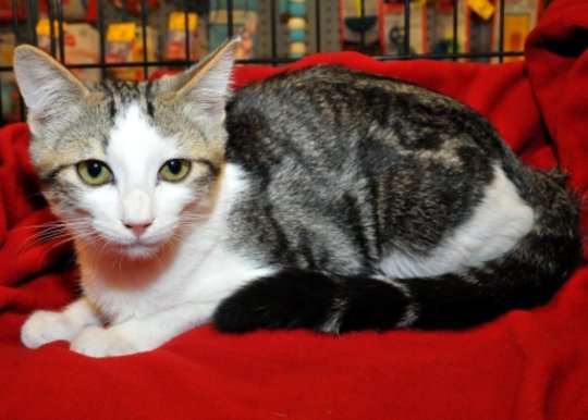 Rescue cats from being euthanized at local shelter - GlobalGiving