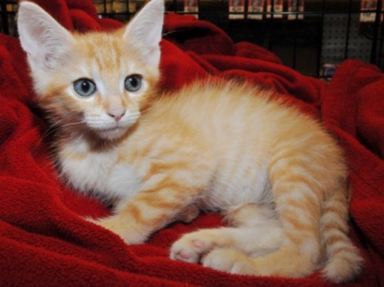 Rescue cats from being euthanized at local shelter - GlobalGiving