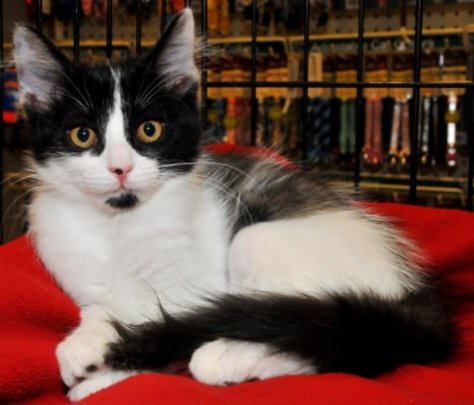 Rescue cats from being euthanized at local shelter - GlobalGiving