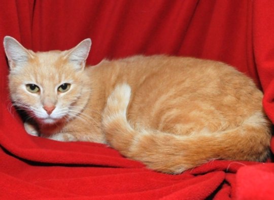 Rescue cats from being euthanized at local shelter - GlobalGiving