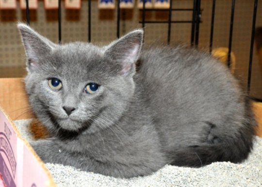 Rescue cats from being euthanized at local shelter - GlobalGiving