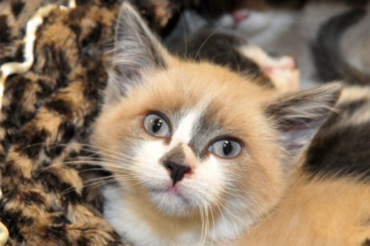Rescue cats from being euthanized at local shelter - GlobalGiving