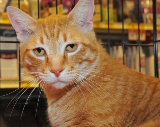Rescue cats from being euthanized at local shelter - GlobalGiving