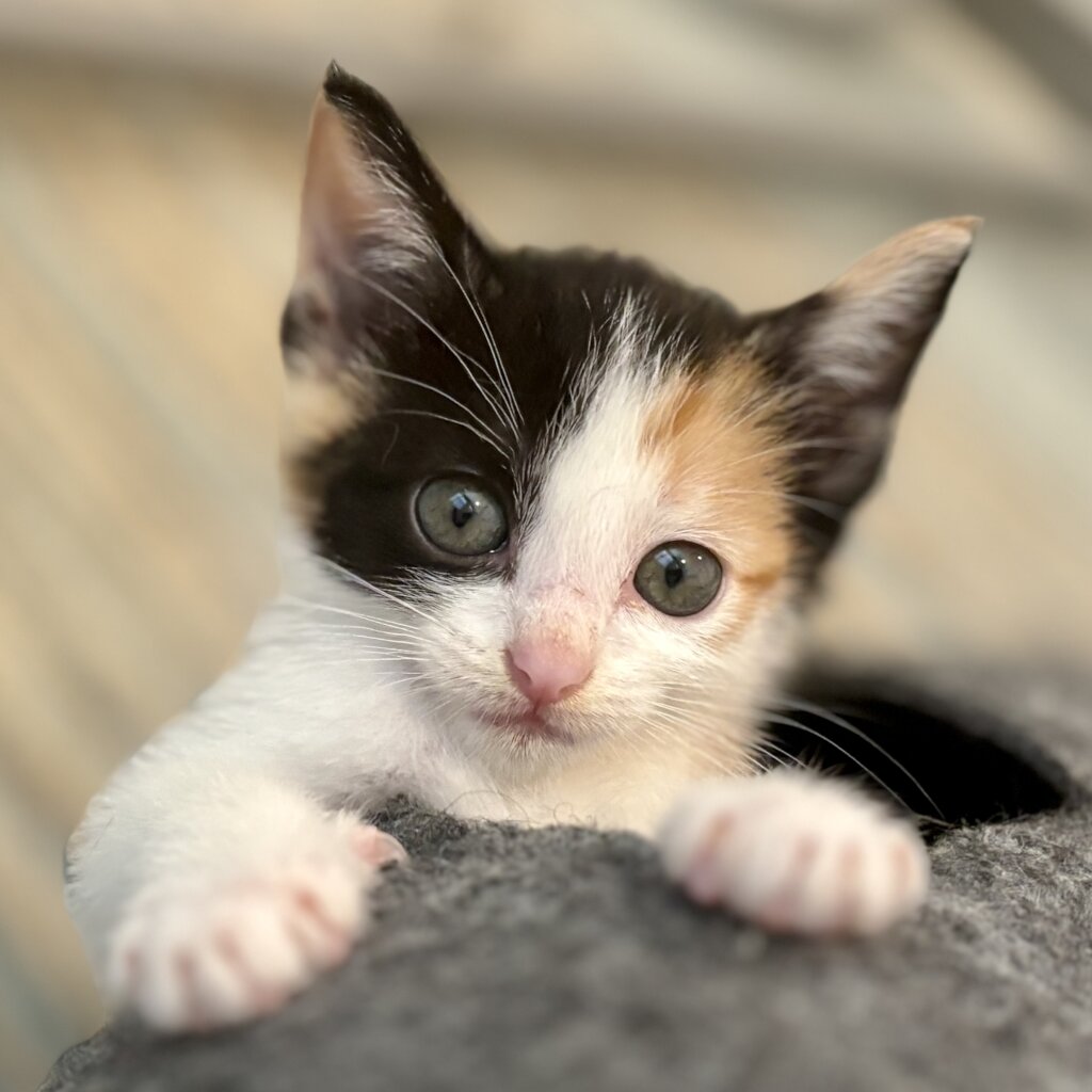 Rescue cats from being euthanized at local shelter - GlobalGiving