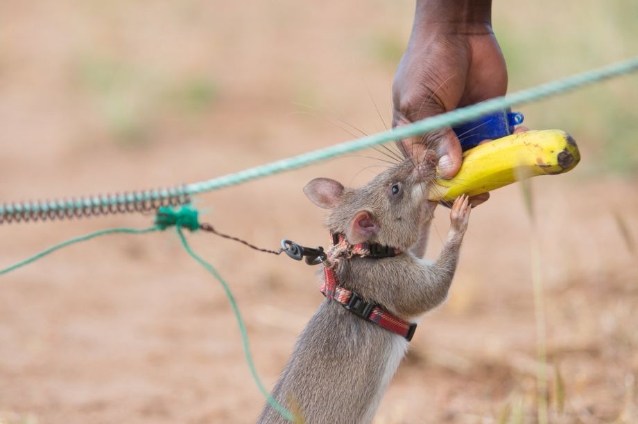Support APOPO's rats in their life-saving missions - GlobalGiving